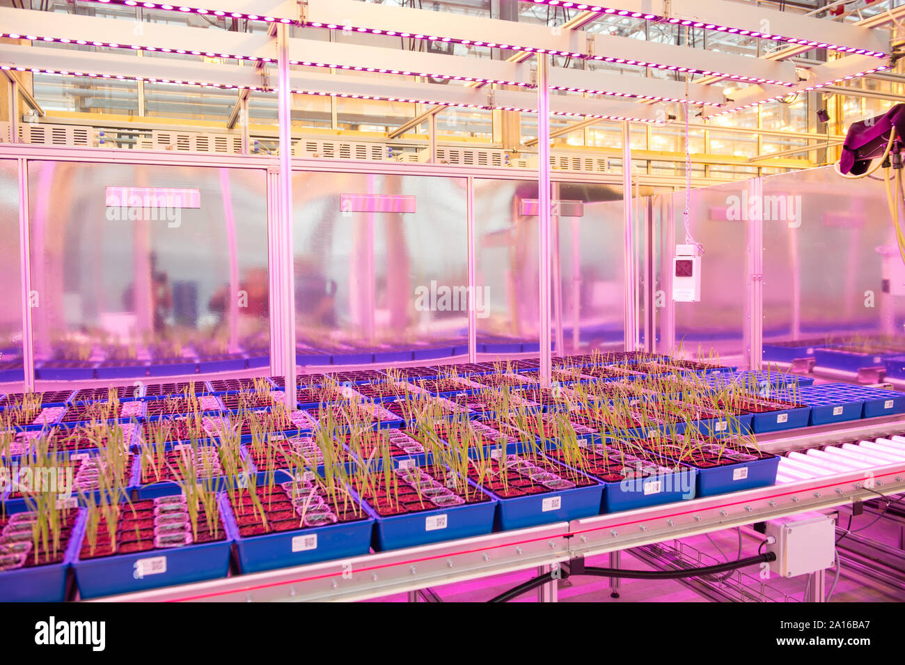 Phenomics hi-res stock photography and images - Alamy
