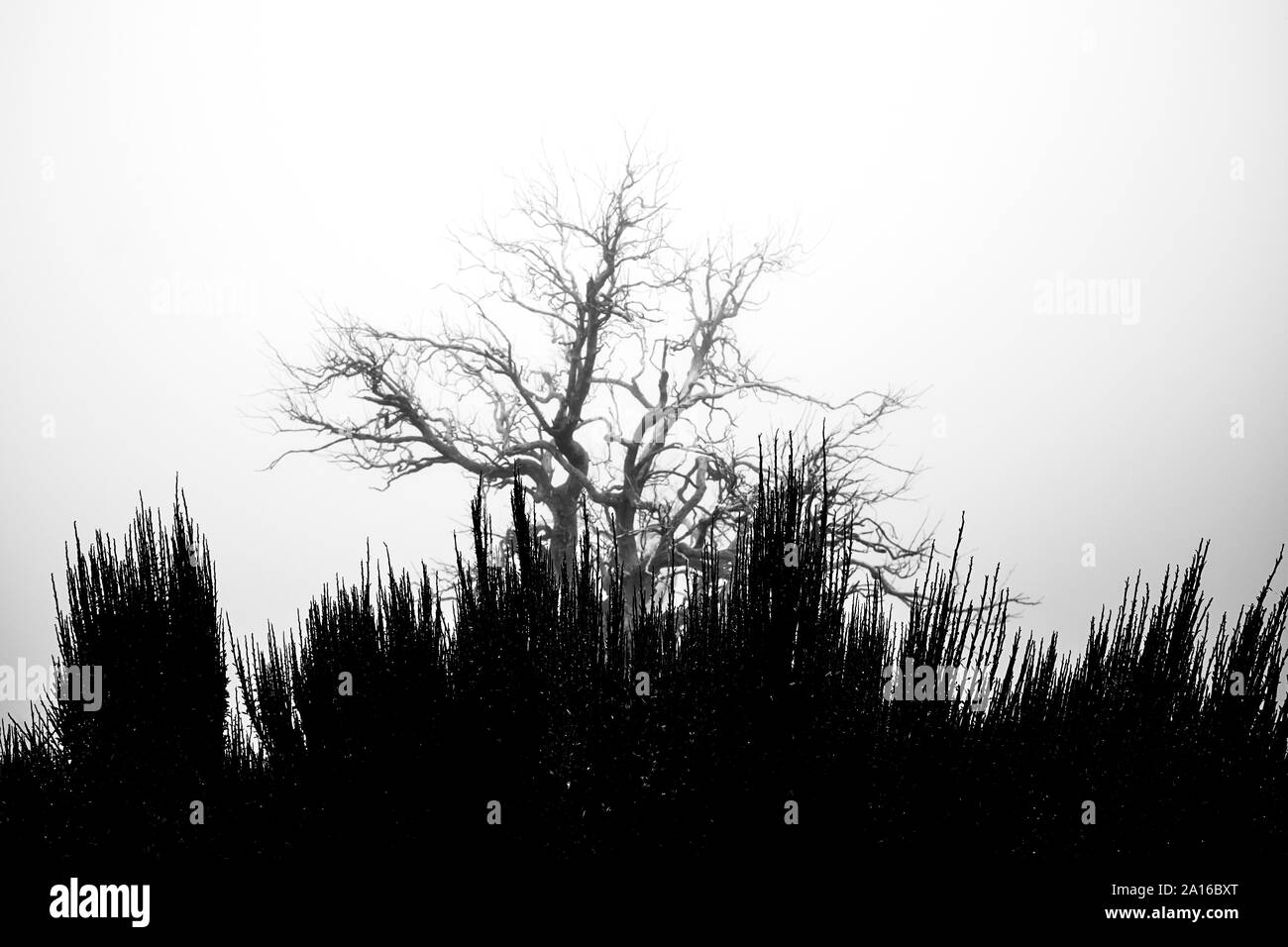 Creepy and scary scene in black and white Stock Photo - Alamy