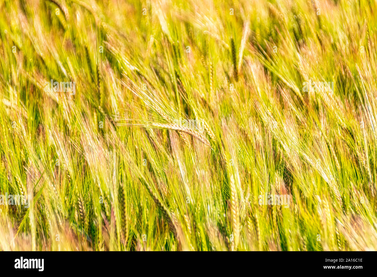 Growing barley hi-res stock photography and images - Alamy