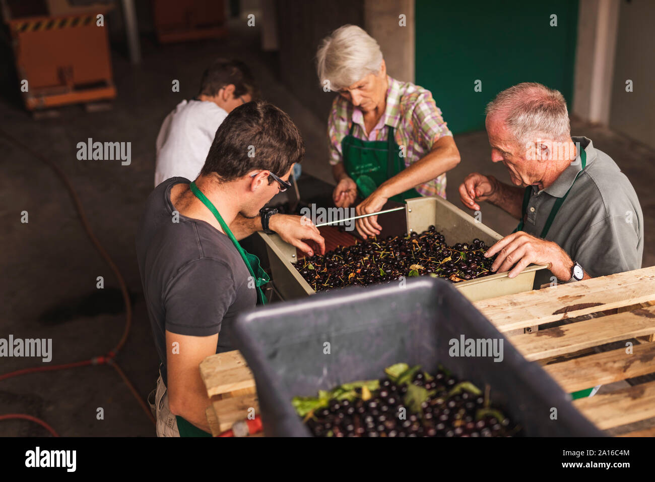 People working together sorting harvested cherries Stock Photo - Alamy