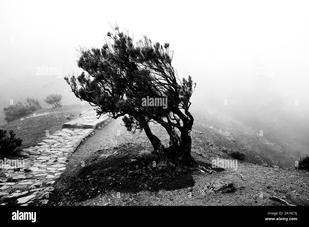 Spooky halloween nightmare scene Black and White Stock Photos & Images ...
