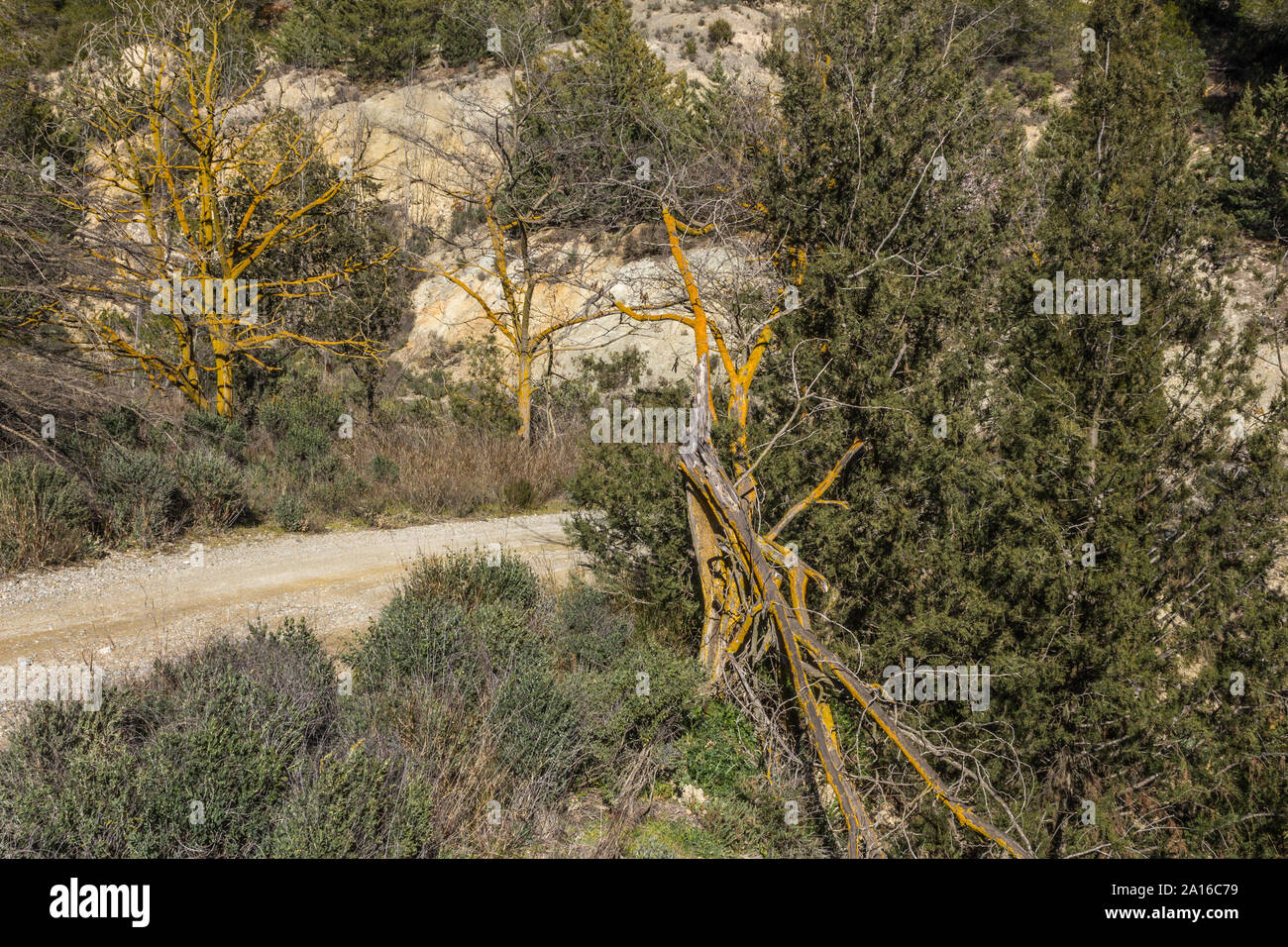 Trees in a Hillside Valley Covered in Lichen Stock Photo - Alamy