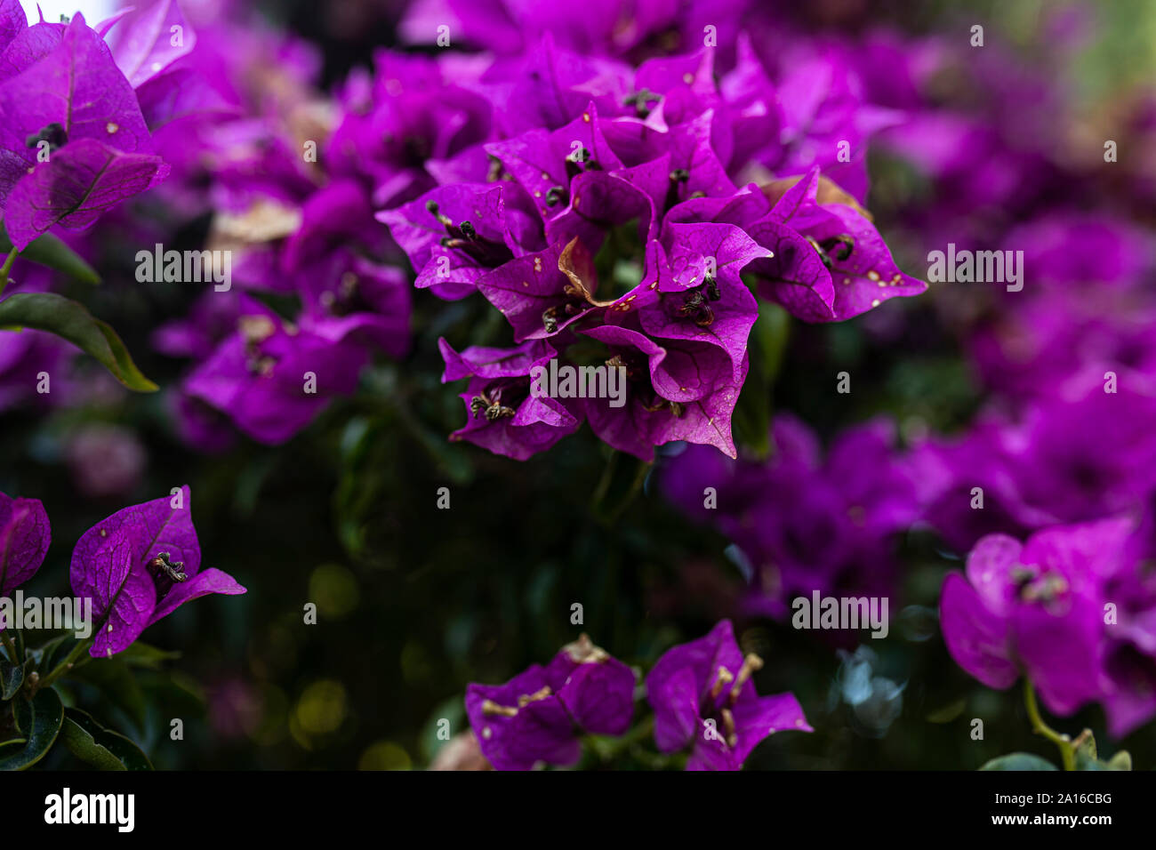 Bougainvillea close up hi-res stock photography and images - Alamy