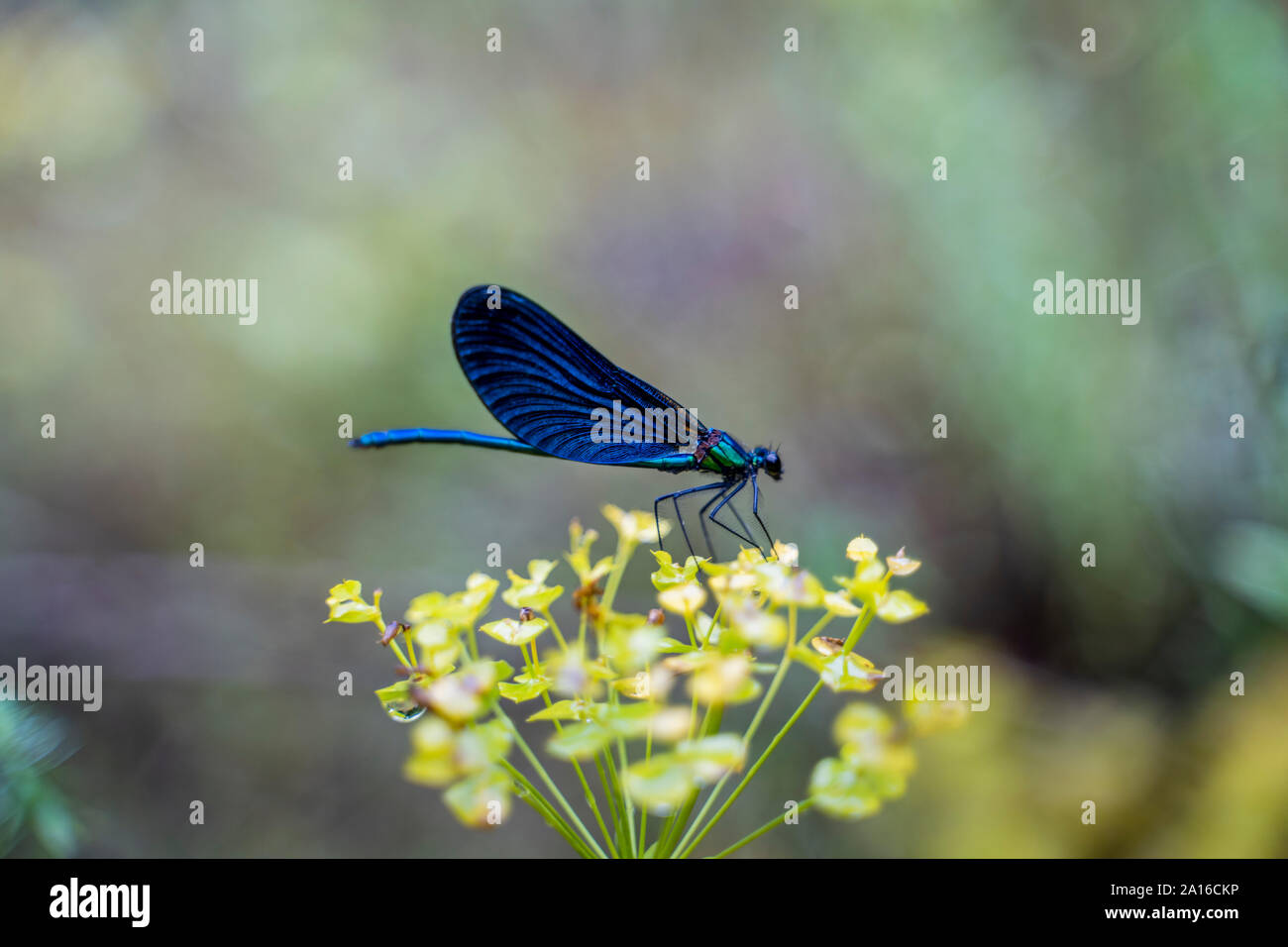Strandja bulgaria hi-res stock photography and images - Alamy