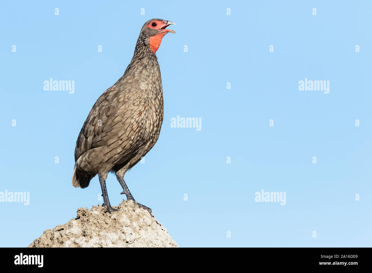 Namibia, Etosha National Park, Francolin, Francolinus, Swainson's ...