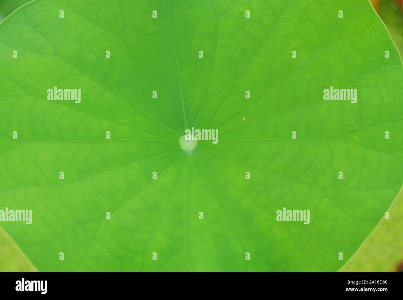 lotus leaf background and texture Stock Photo - Alamy