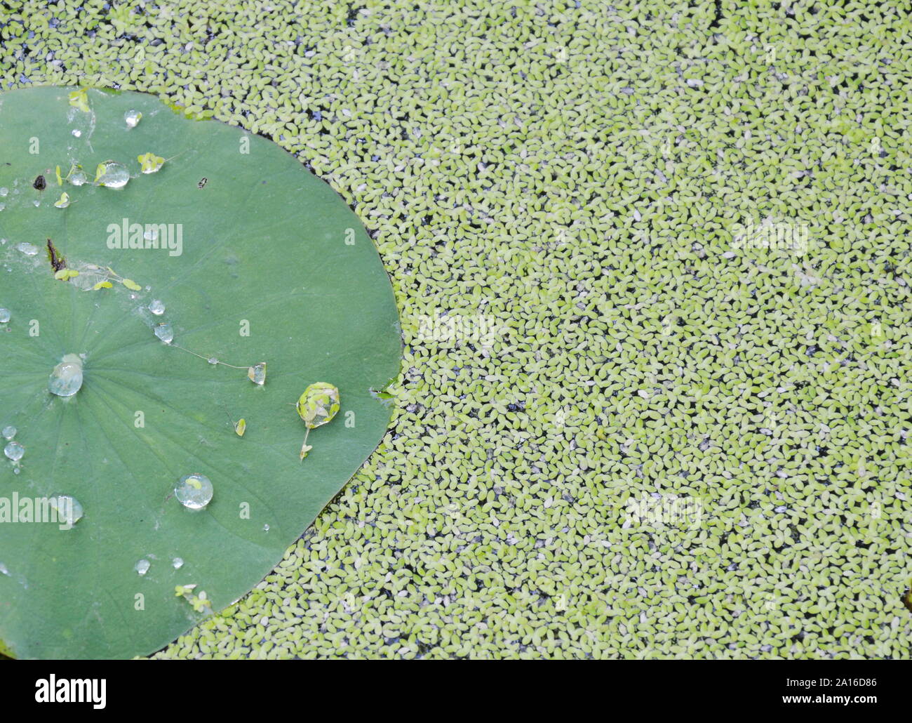 drop of water rolling on lotus leaf and aquatic weed Stock Photo - Alamy
