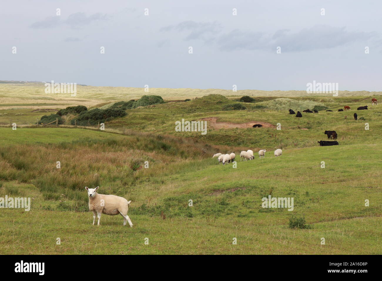 Sheep in countryside Stock Photo - Alamy