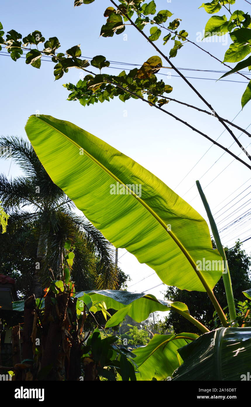 banana leaf grow up in backyard garden on morning sunlight Stock Photo ...