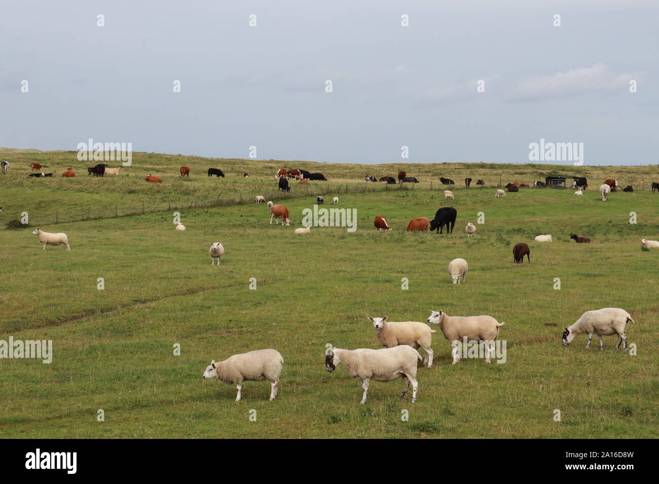 Sheep in countryside Stock Photo - Alamy