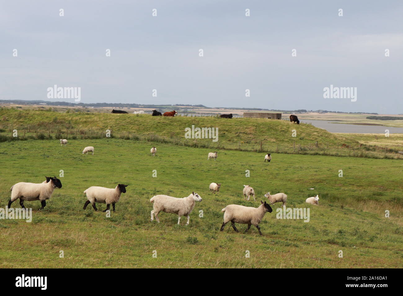Sheep in countryside Stock Photo - Alamy