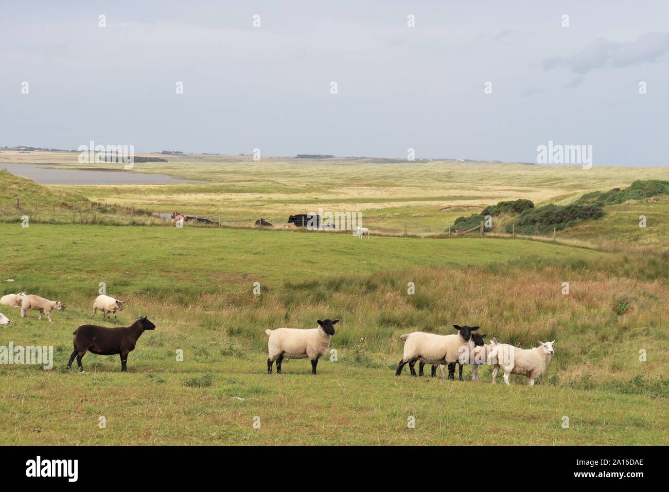 Sheep in countryside Stock Photo - Alamy