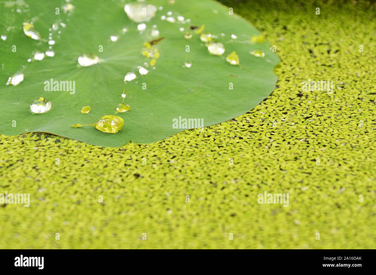 drop of water rolling on lotus leaf and aquatic weed Stock Photo - Alamy