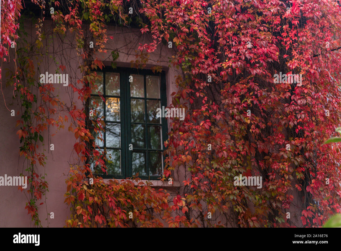Red clinging plant leaves around window on house wall. Exterior Stock ...