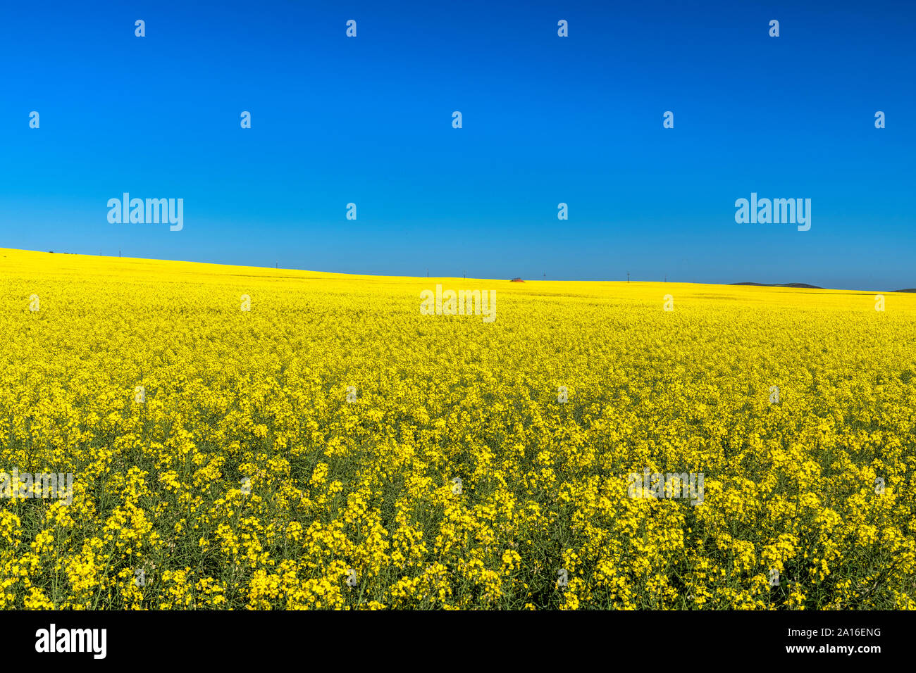 African field hi-res stock photography and images - Alamy