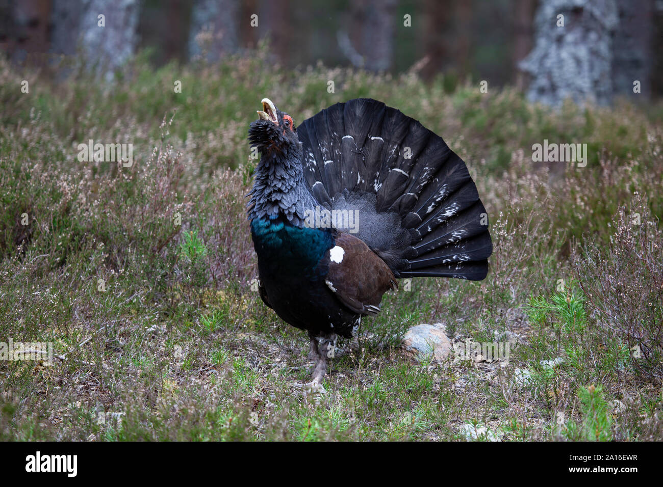 Capercaillie scottish hi-res stock photography and images - Alamy