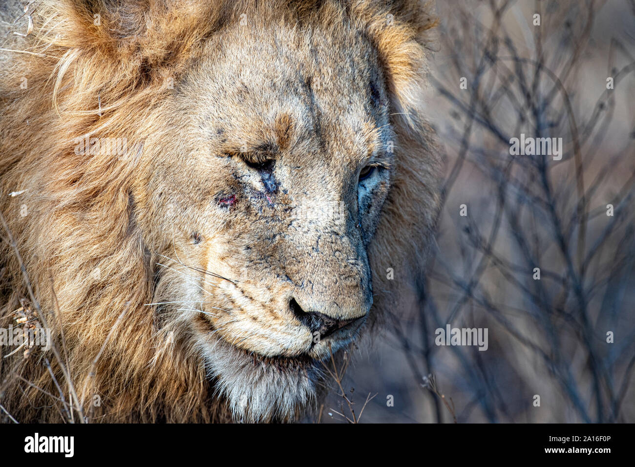 Lion Sad