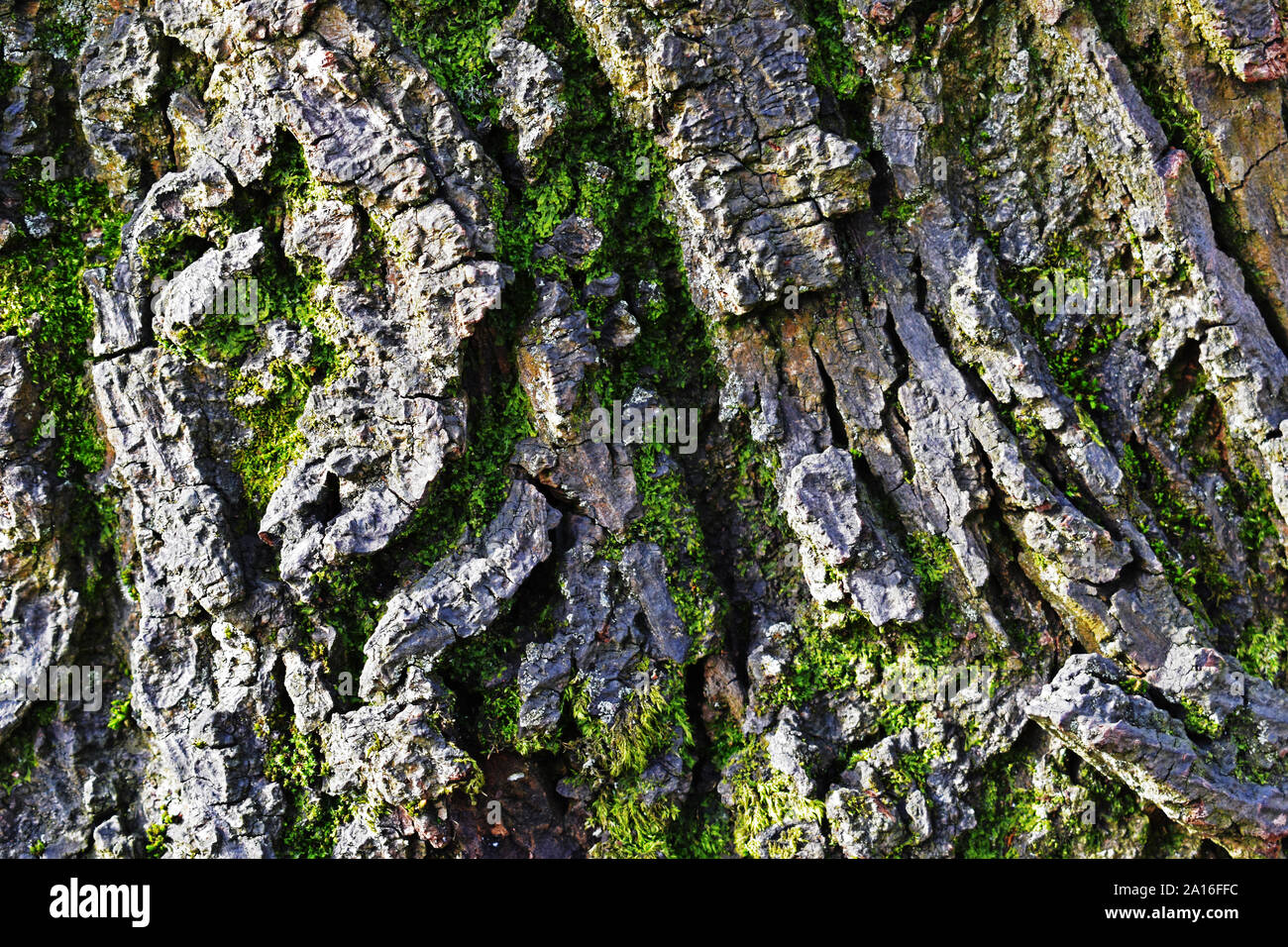 Trunk textures hi-res stock photography and images - Alamy