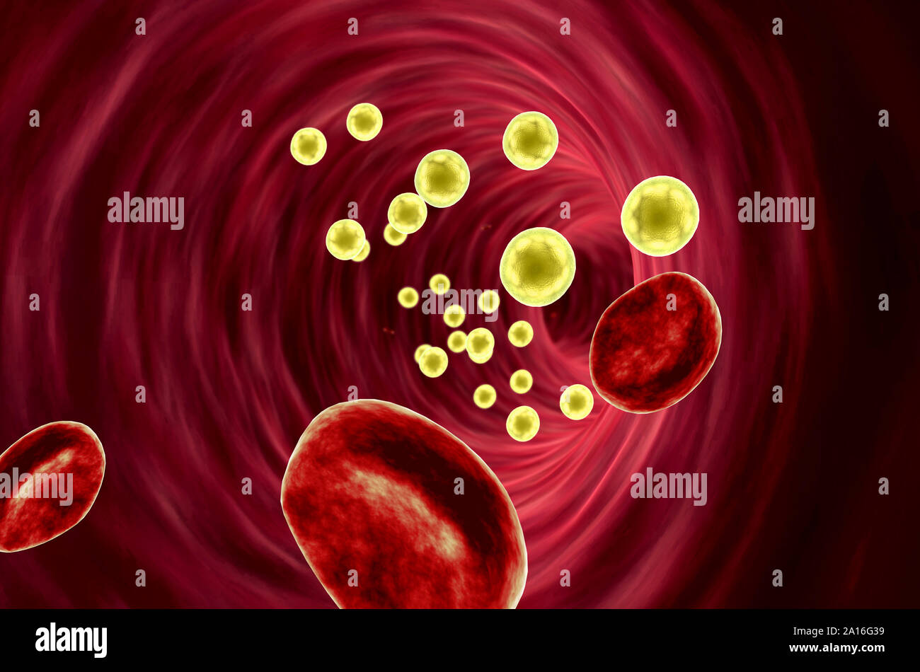fat cell in the blood Stock Photo - Alamy