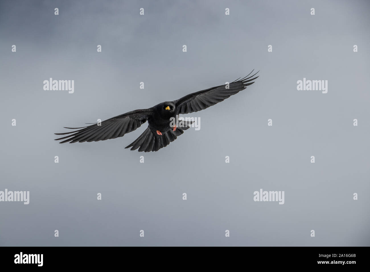 Alpine chough in flying mode Stock Photo - Alamy