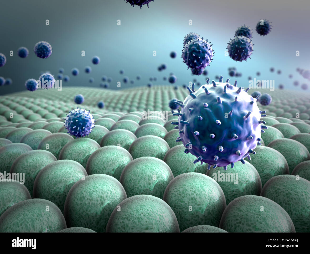 field of cells, viruses attack the cells, action of the human immune ...