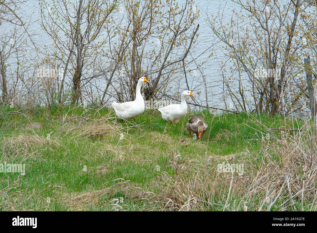 Graze geese hi-res stock photography and images - Alamy