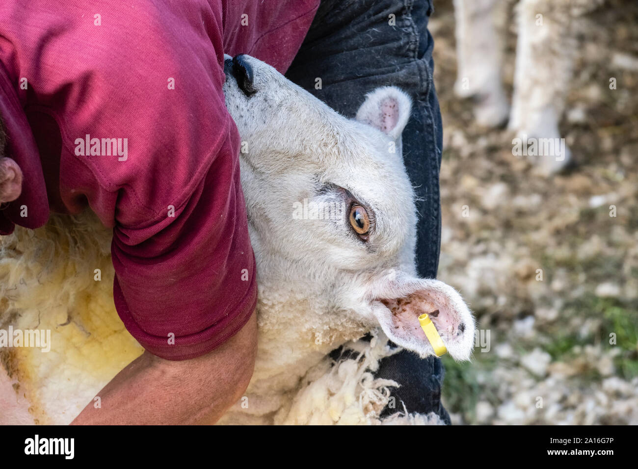 Sheep skin process hi-res stock photography and images - Alamy