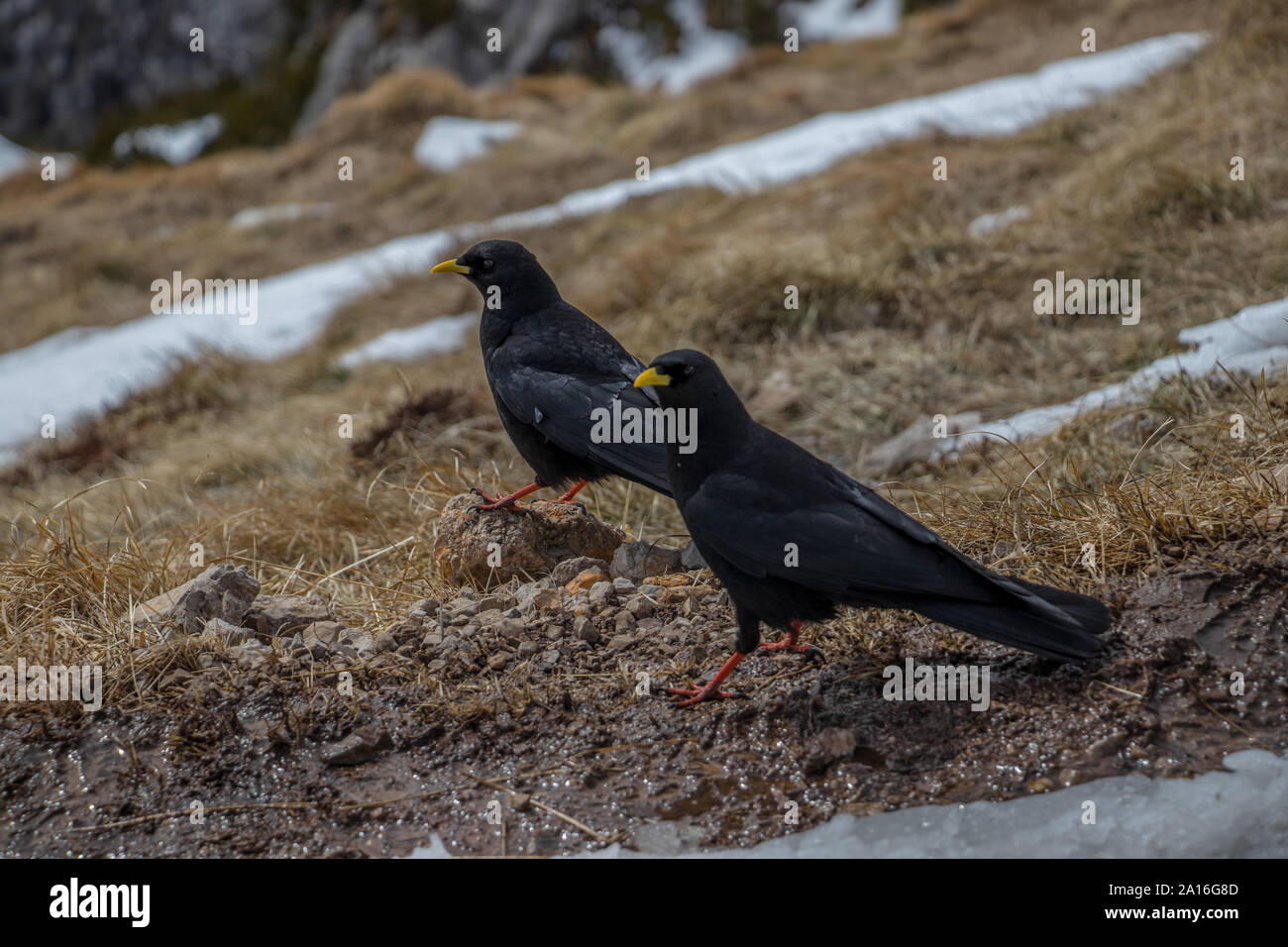 Two alpine chough hi-res stock photography and images - Alamy