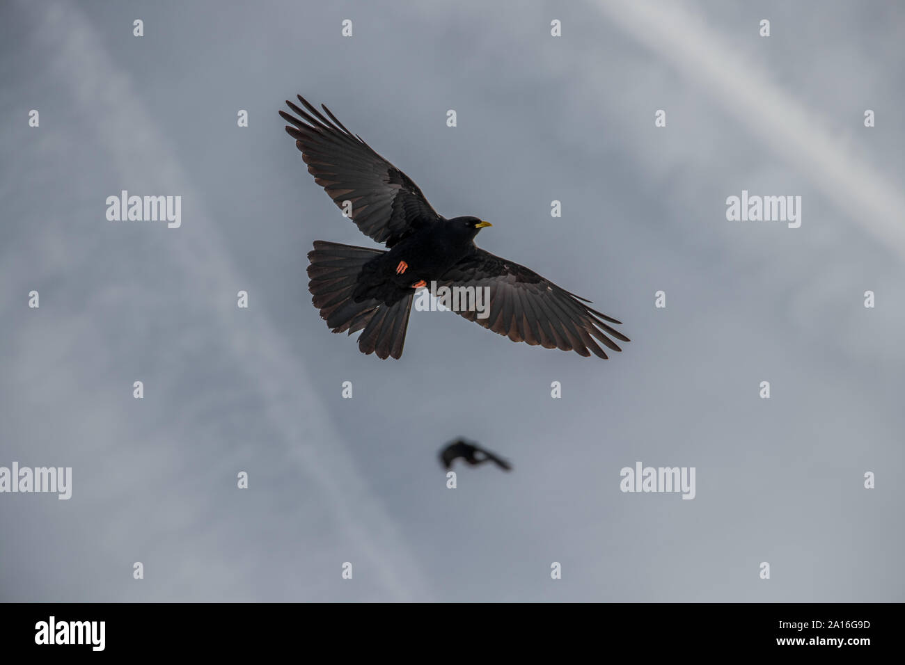 Two alpine chough hi-res stock photography and images - Alamy