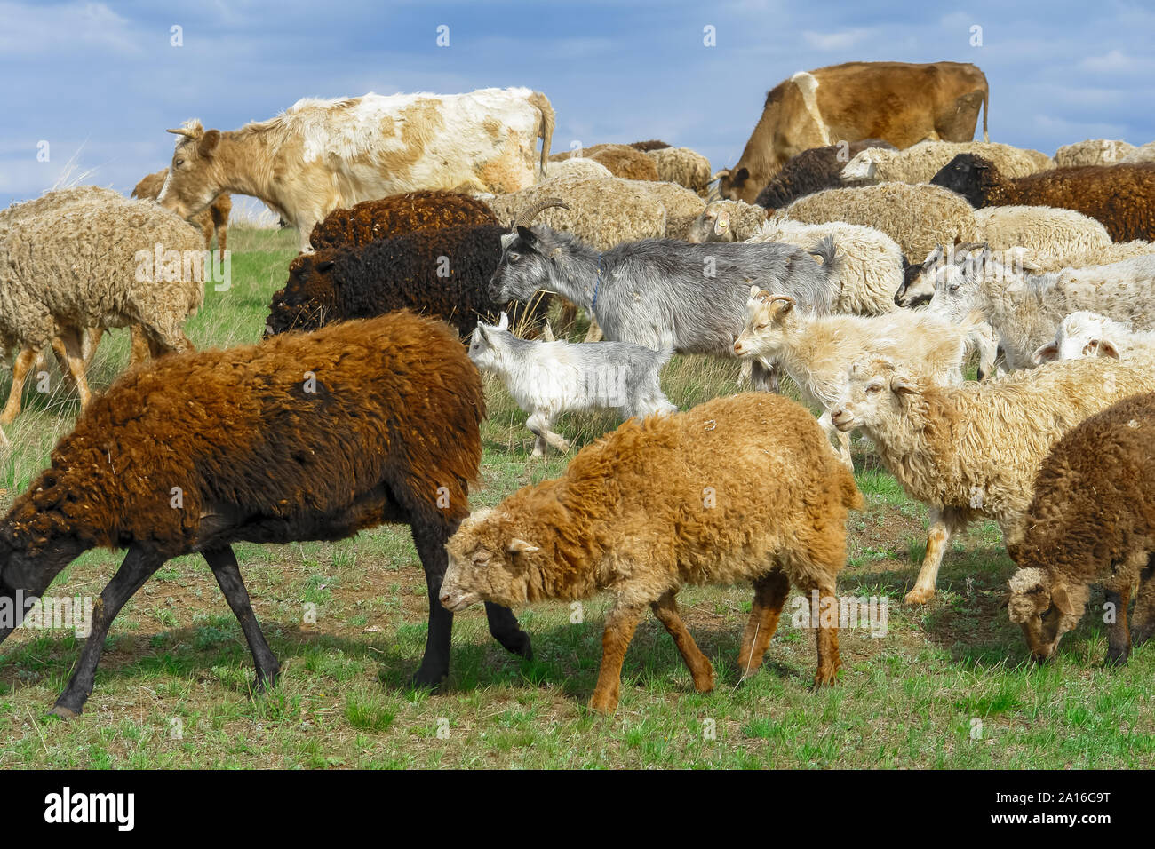 Sheep Cattle Goats Grazing High Resolution Stock Photography and Images ...
