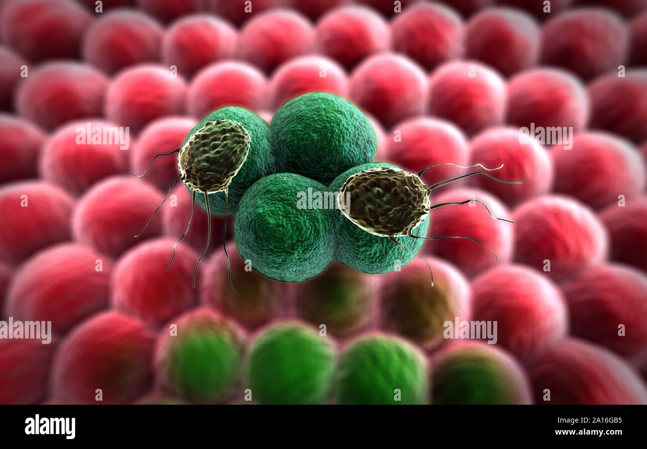 Clusters of cells, Cancer cell and Lymphocytes, T-lymphocytes attack a ...