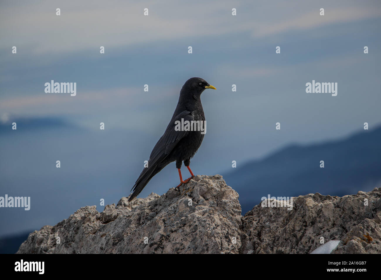 Red billed alpine crow hi-res stock photography and images - Alamy