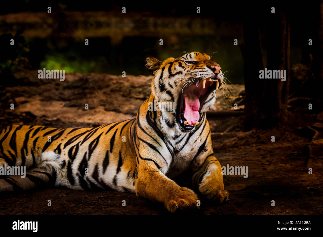 Asian tiger in tropical forest Stock Photo - Alamy