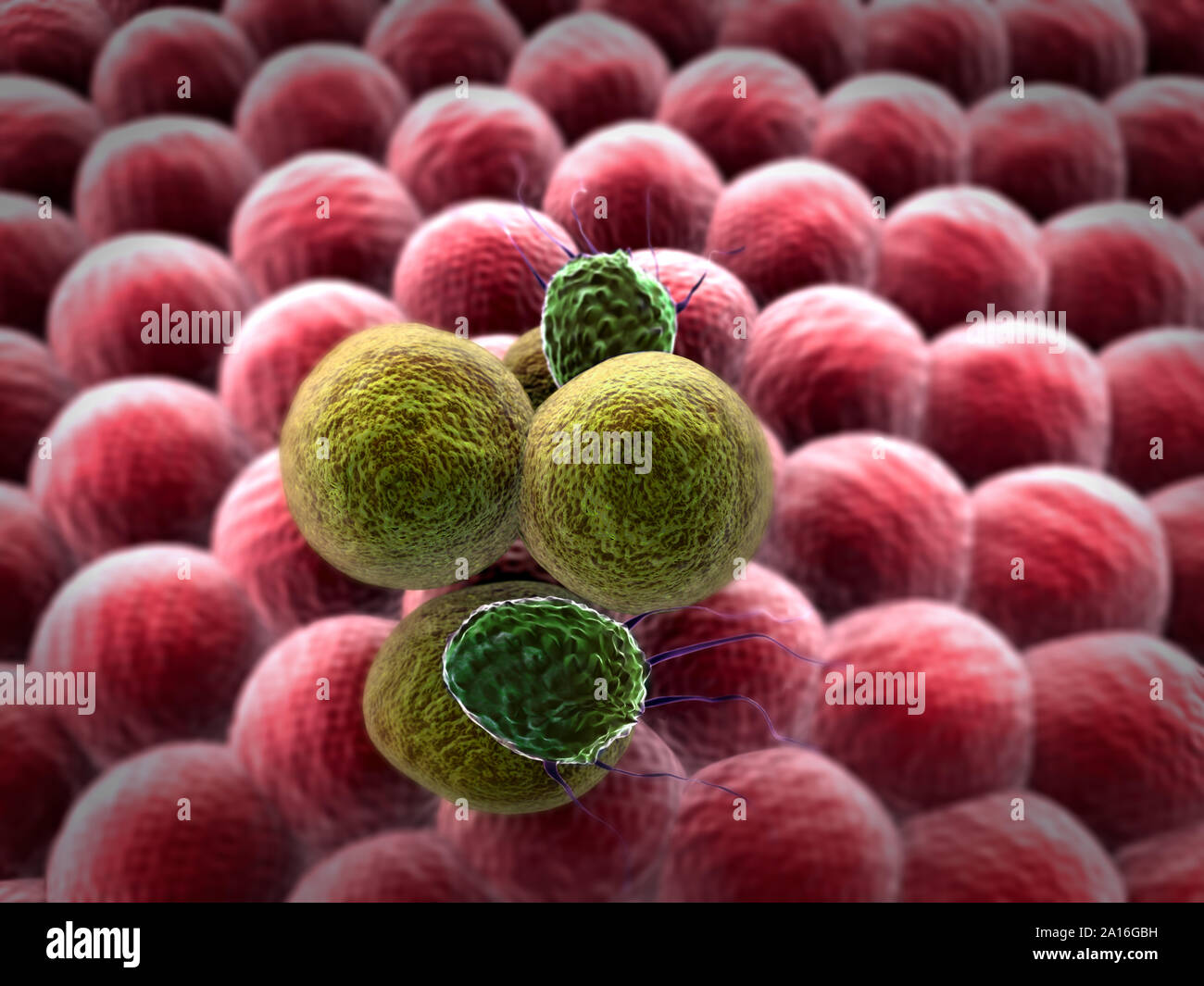 Clusters of cells, Cancer cell and Lymphocytes, T-lymphocytes attack a ...
