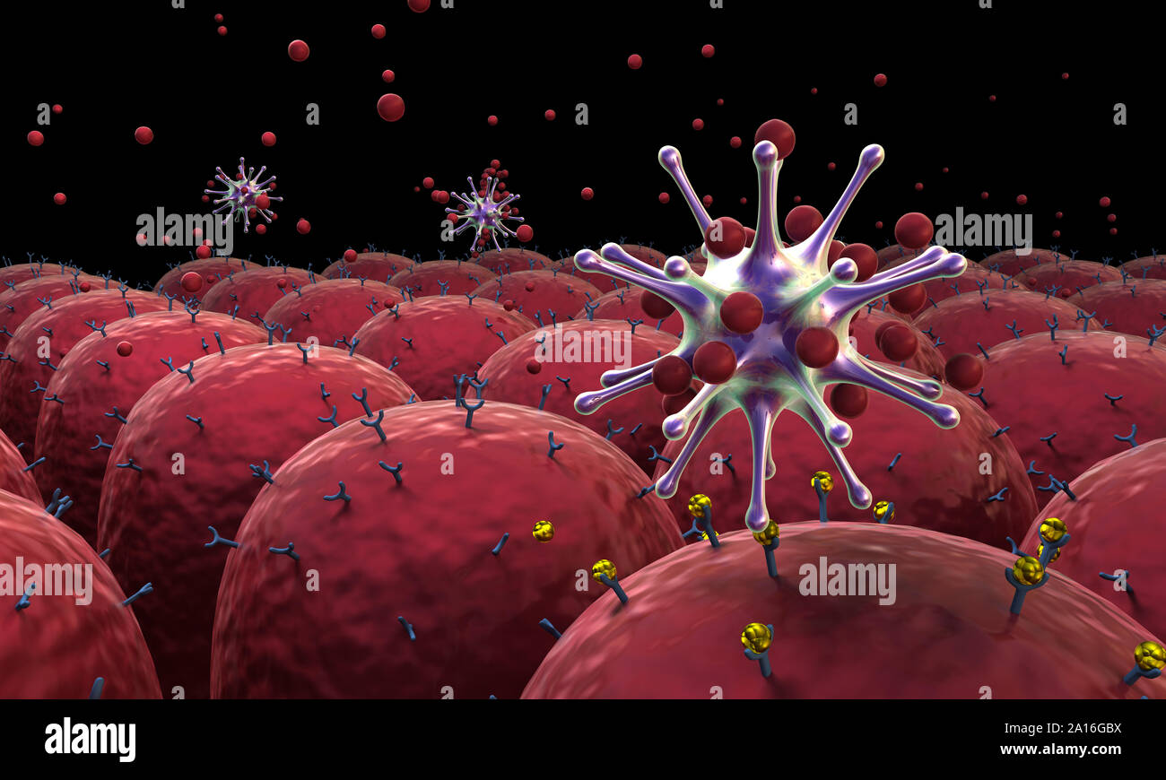 field of cells with receptors, Human Immune System attack the virus ...