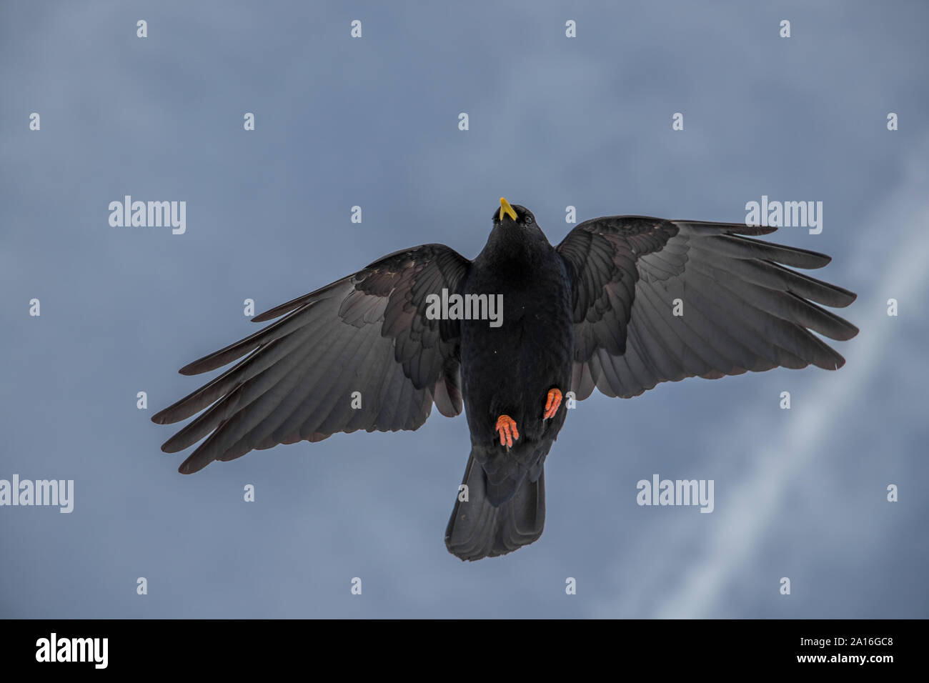 Alpine chough flying above, close up Stock Photo - Alamy
