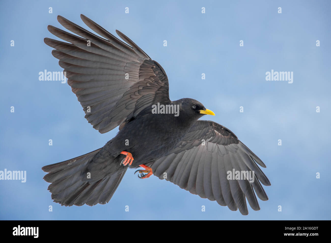 Alpine chough flying in air, close up Stock Photo - Alamy