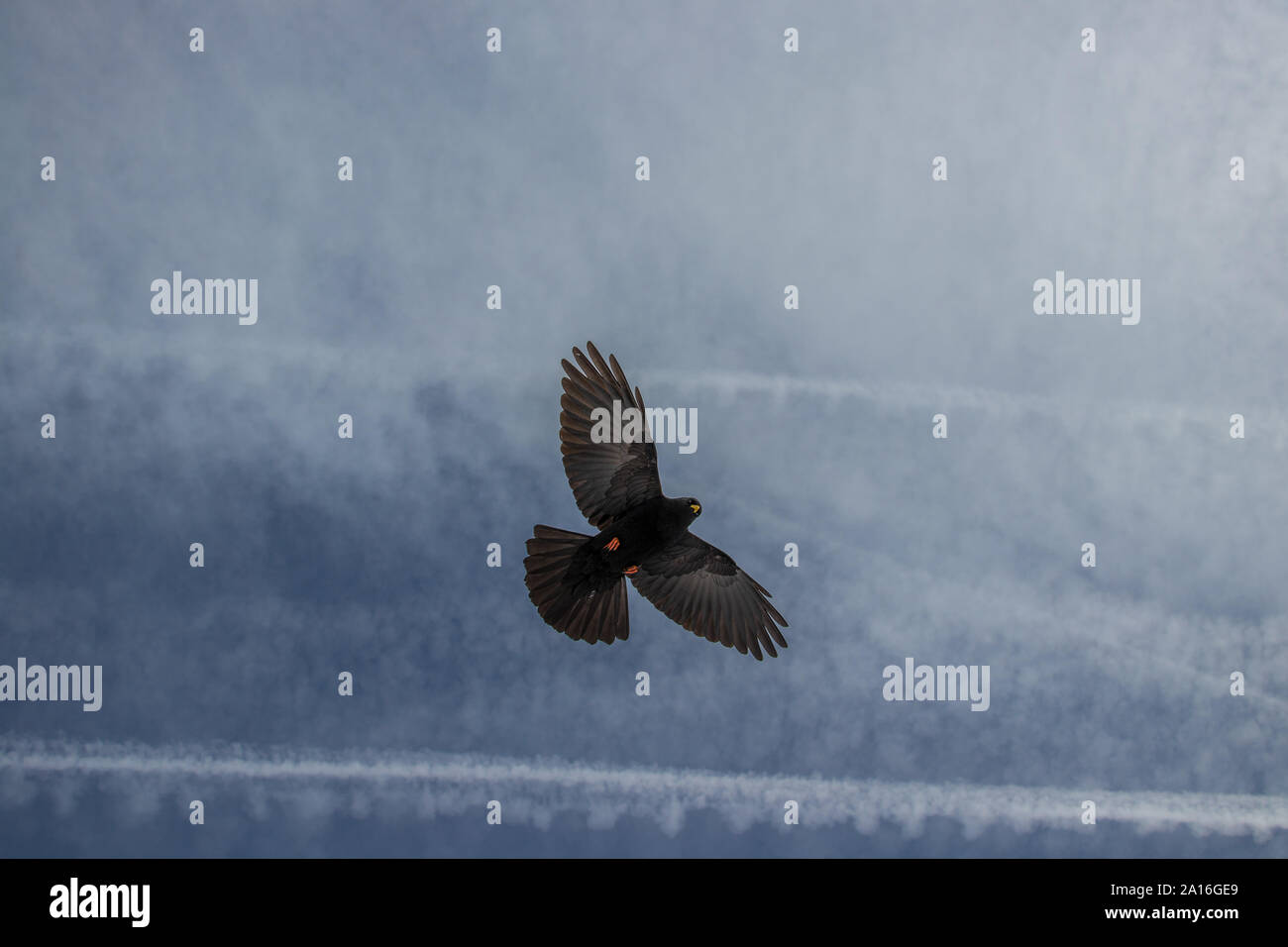 Alpine chough flying above Stock Photo - Alamy