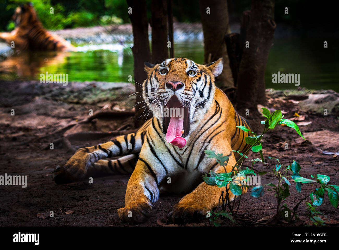 Asian tiger in tropical forest Stock Photo - Alamy