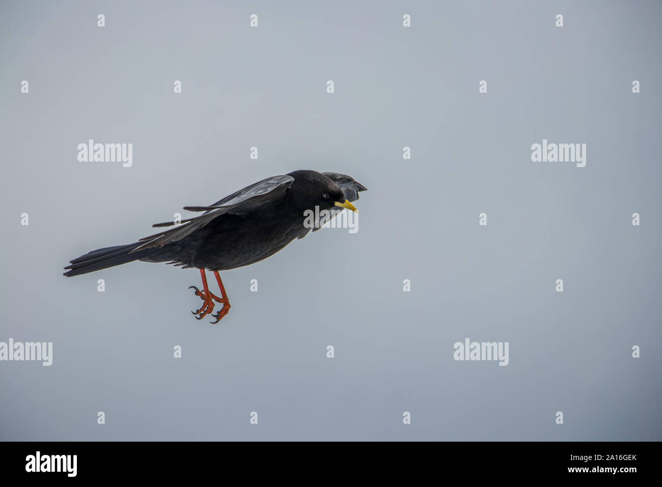 Alpine chough flying in air, from side Stock Photo - Alamy