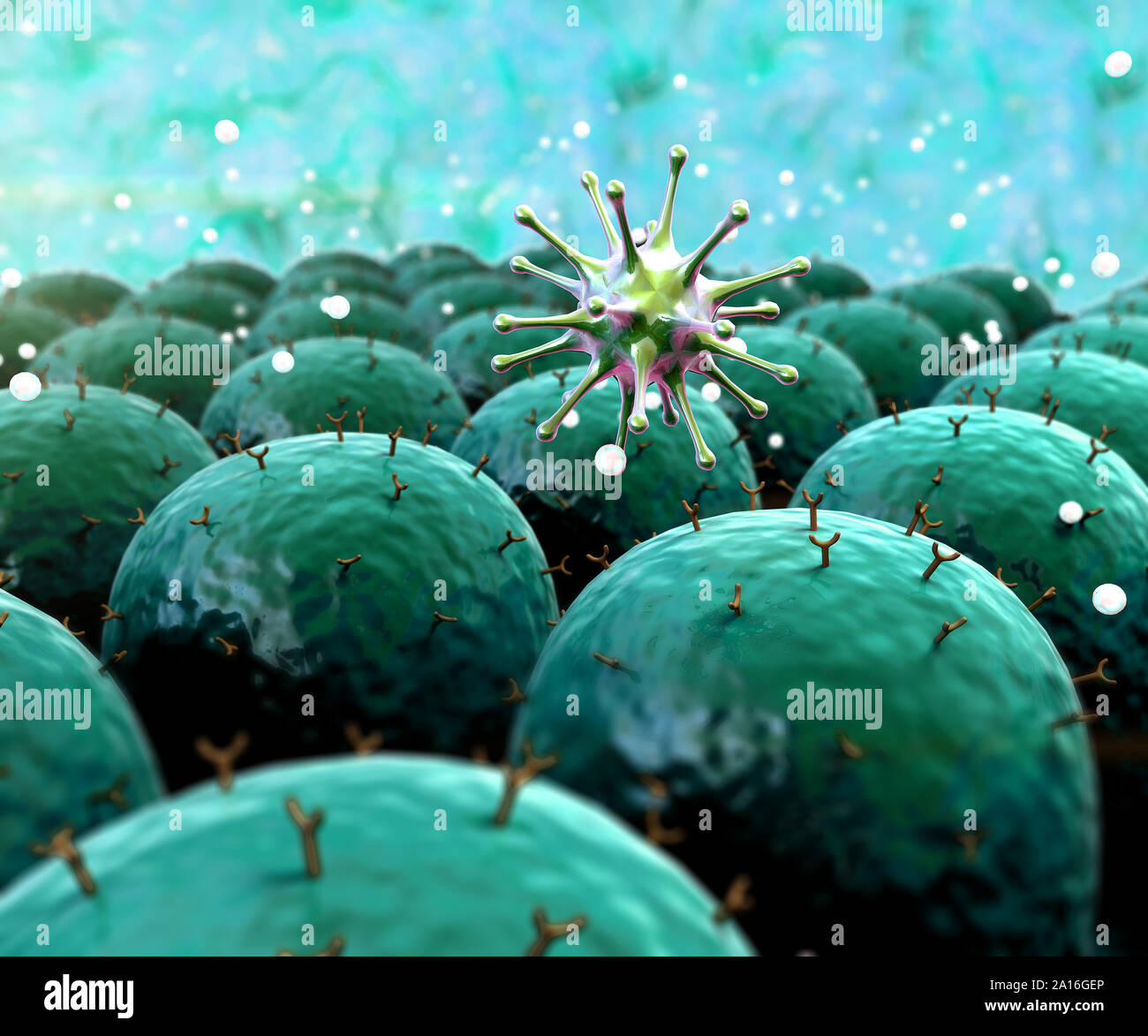 field of cells with receptors, Human Immune System attack the virus ...