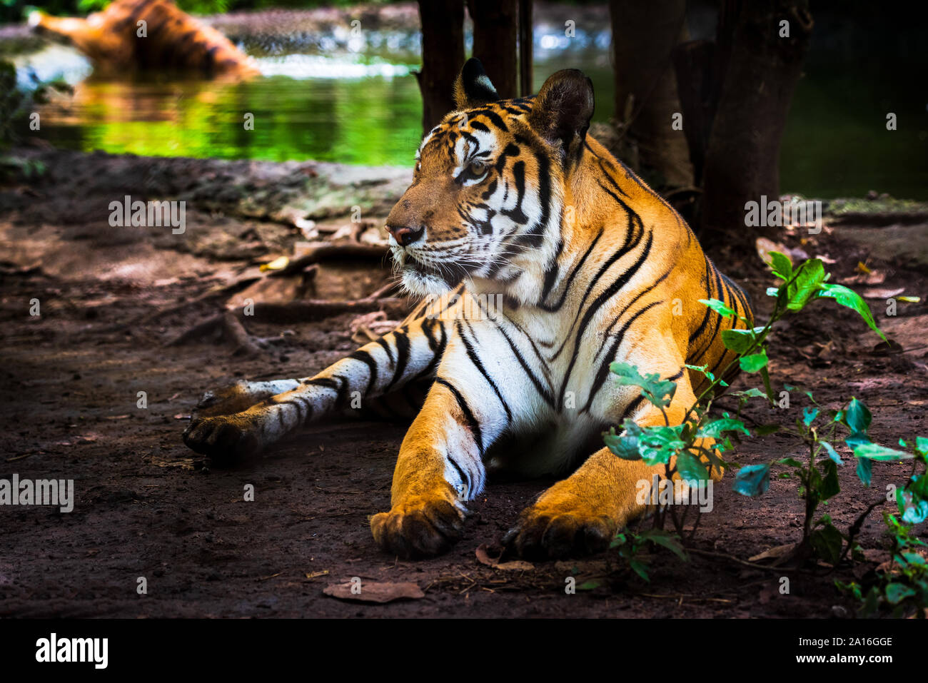 Tiger artwork vector hi-res stock photography and images - Alamy