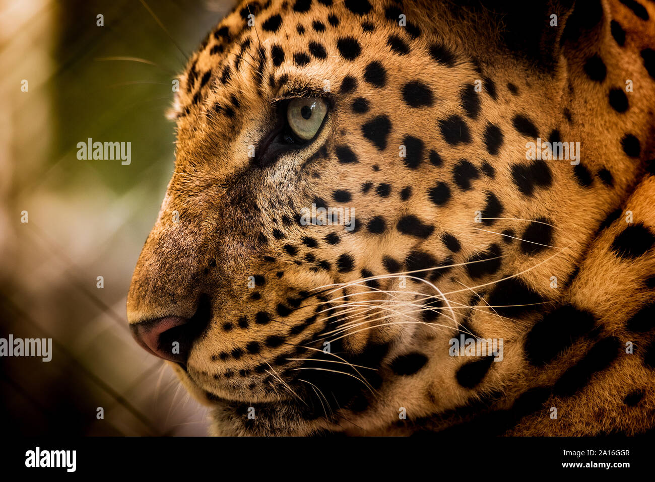 The portrait of Javan leopard Stock Photo - Alamy