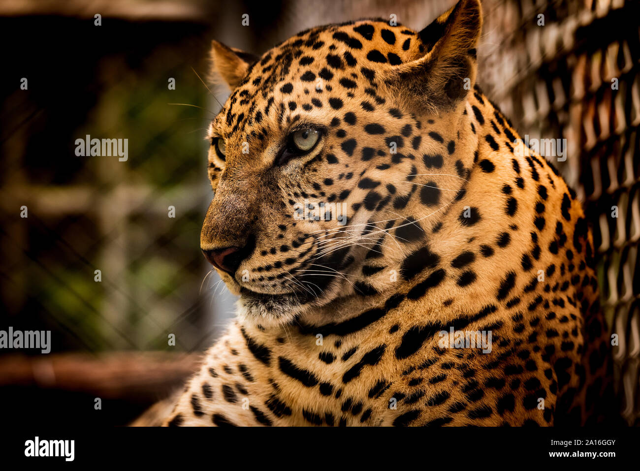 Javan cat hi-res stock photography and images - Alamy