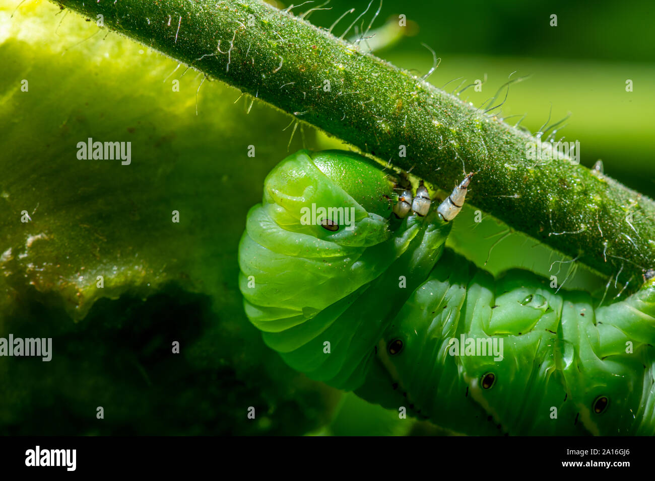 Late instar larva of Manduca sexta, the tobacco hornworm (often ...