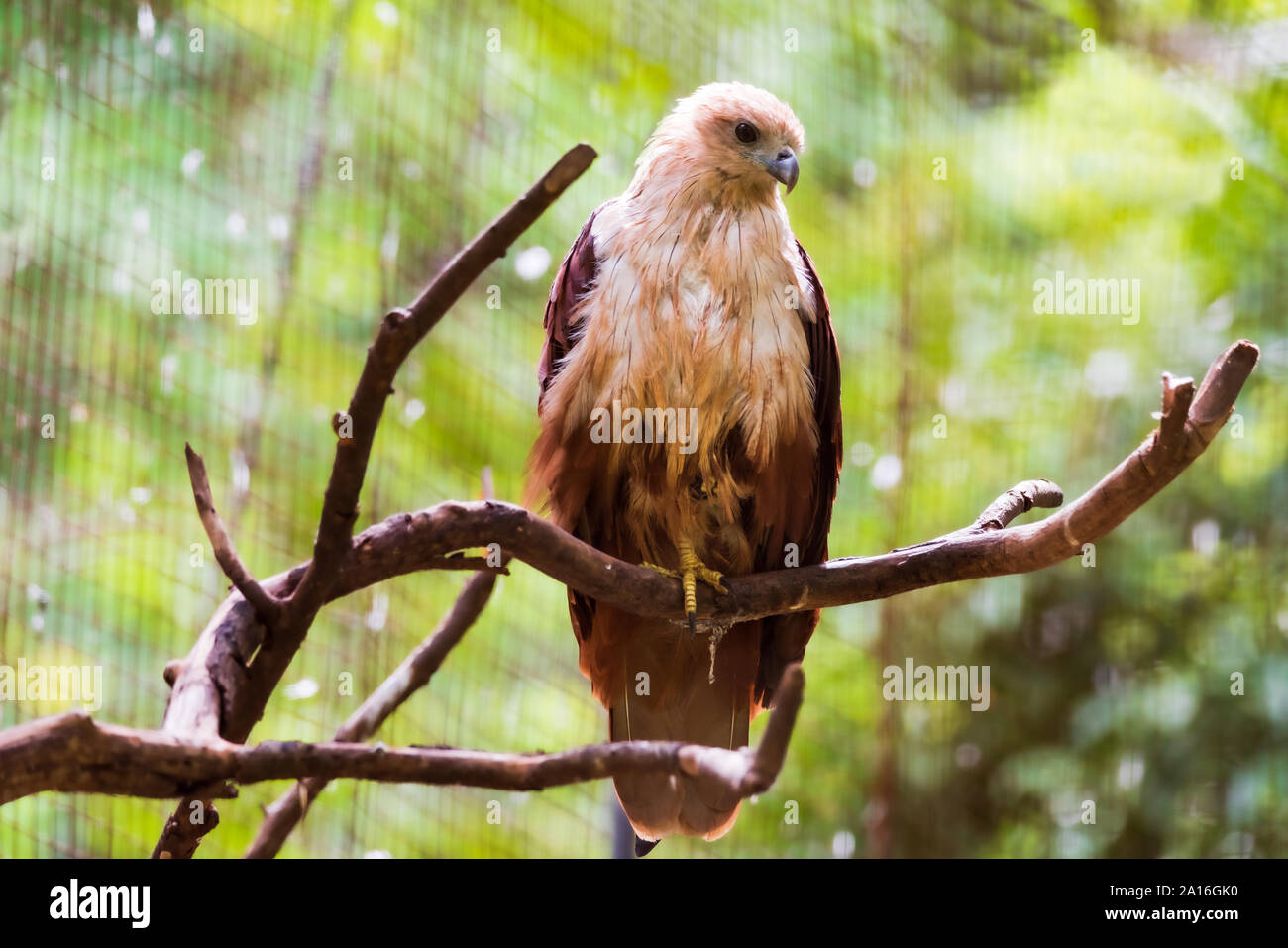 Brahminy kites hi-res stock photography and images - Alamy