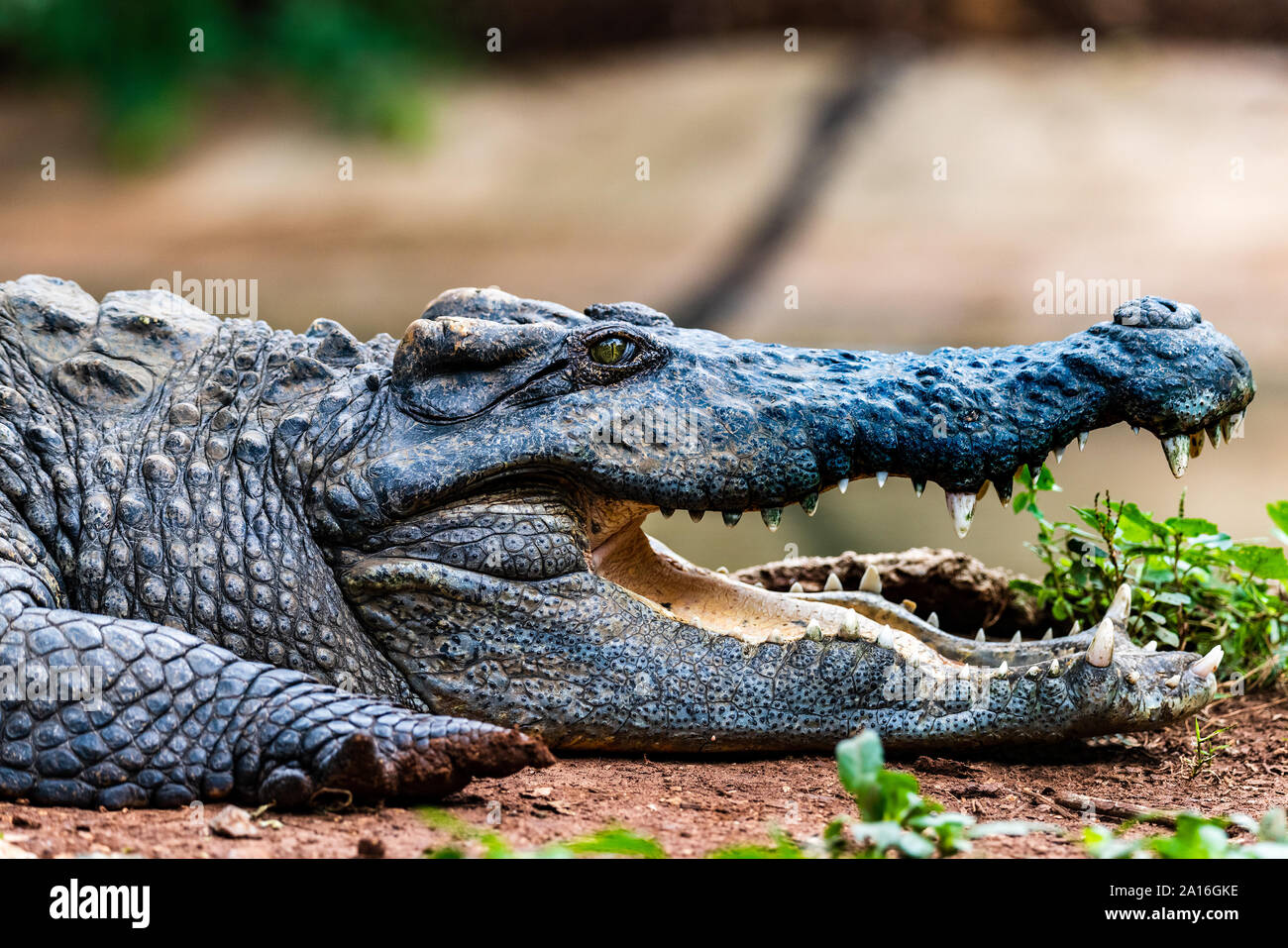 Crocodylus siamensis hi-res stock photography and images - Alamy