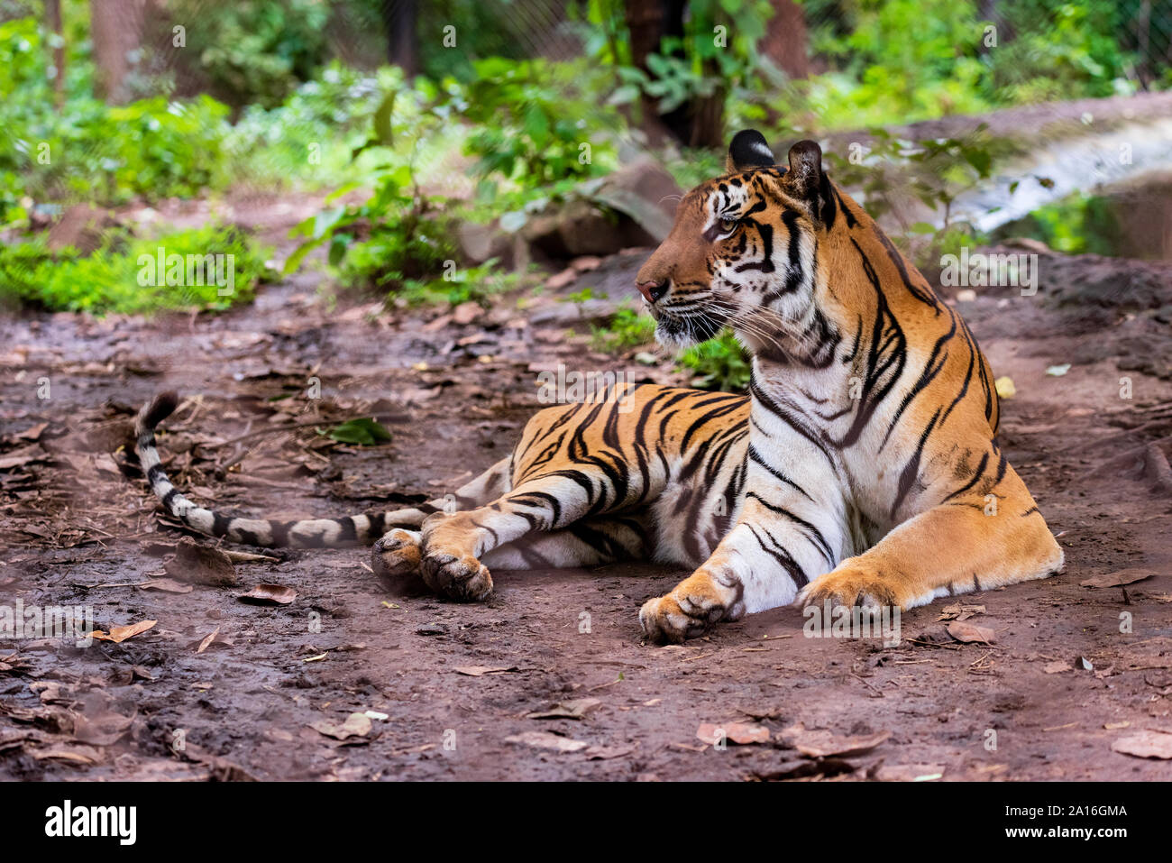 Asian tiger in tropical forest Stock Photo - Alamy