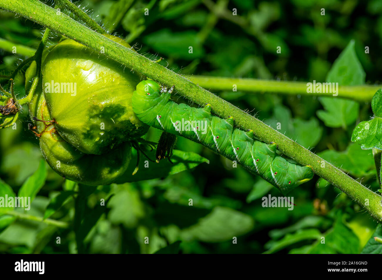 Late instar larva of Manduca sexta, the tobacco hornworm (often ...