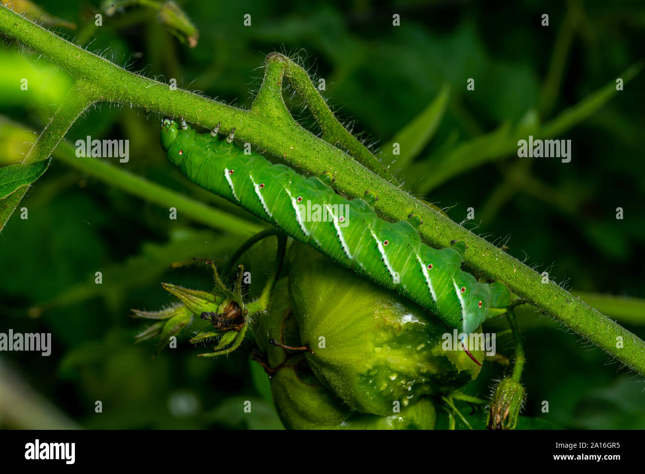 Instar larva hi-res stock photography and images - Alamy
